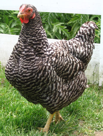 A Couple of Farmers At Maple Lawn Farm: Dominique Chickens