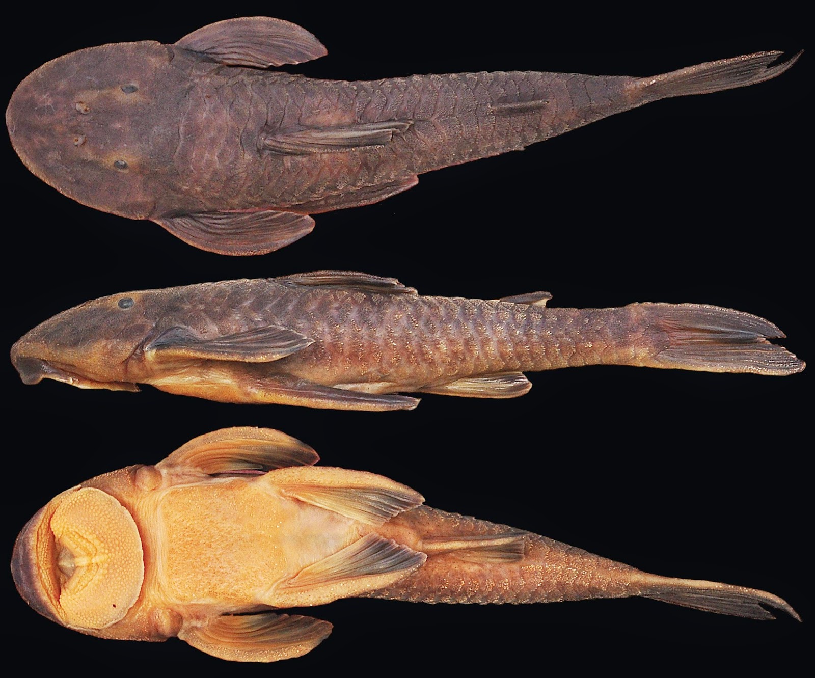 Sciency Thoughts: A new species of Armoured Catfish from the Rio Doce ...