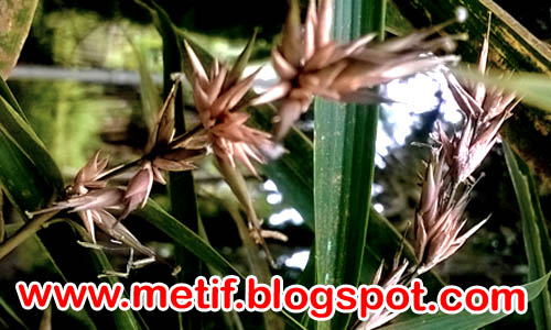 Manfaat Bunga Bambu atau Kembang Pring - Media Edukatif