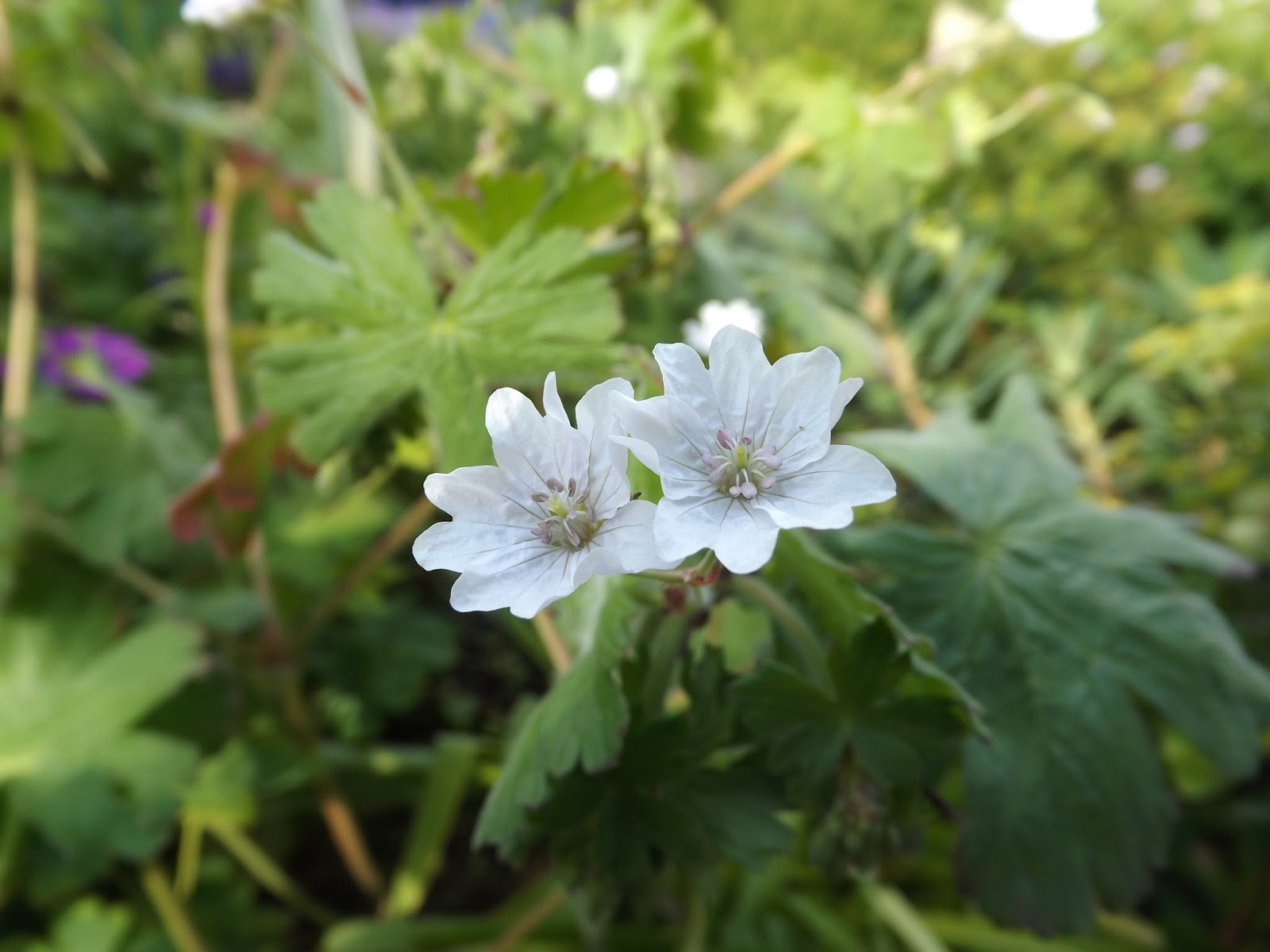 Le Jardin de la Salamandre: Autres géraniums