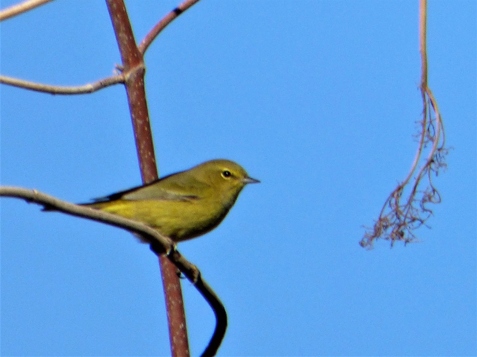 Geotripper's California Birds: Orange-crowned Warbler on the Tuolumne River