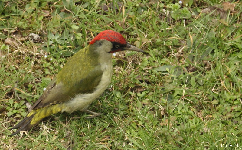 photos-enflanant: Le pivert récolte - Lyon 2016