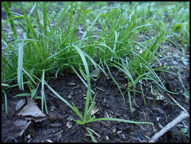 Savoir-faire à conserver: Minutina: La nouvelle verdure du potager ...
