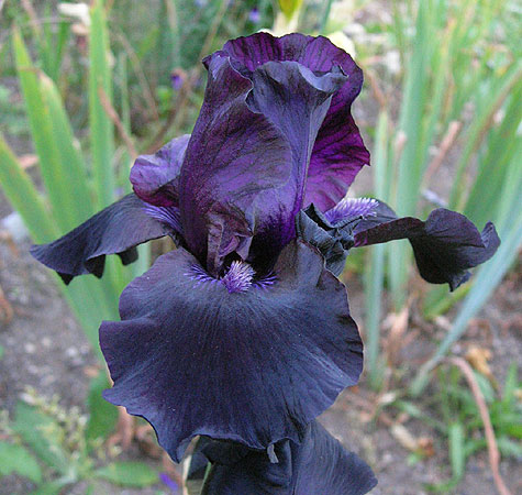 World of Irises: The Dark Delights of Black Irises