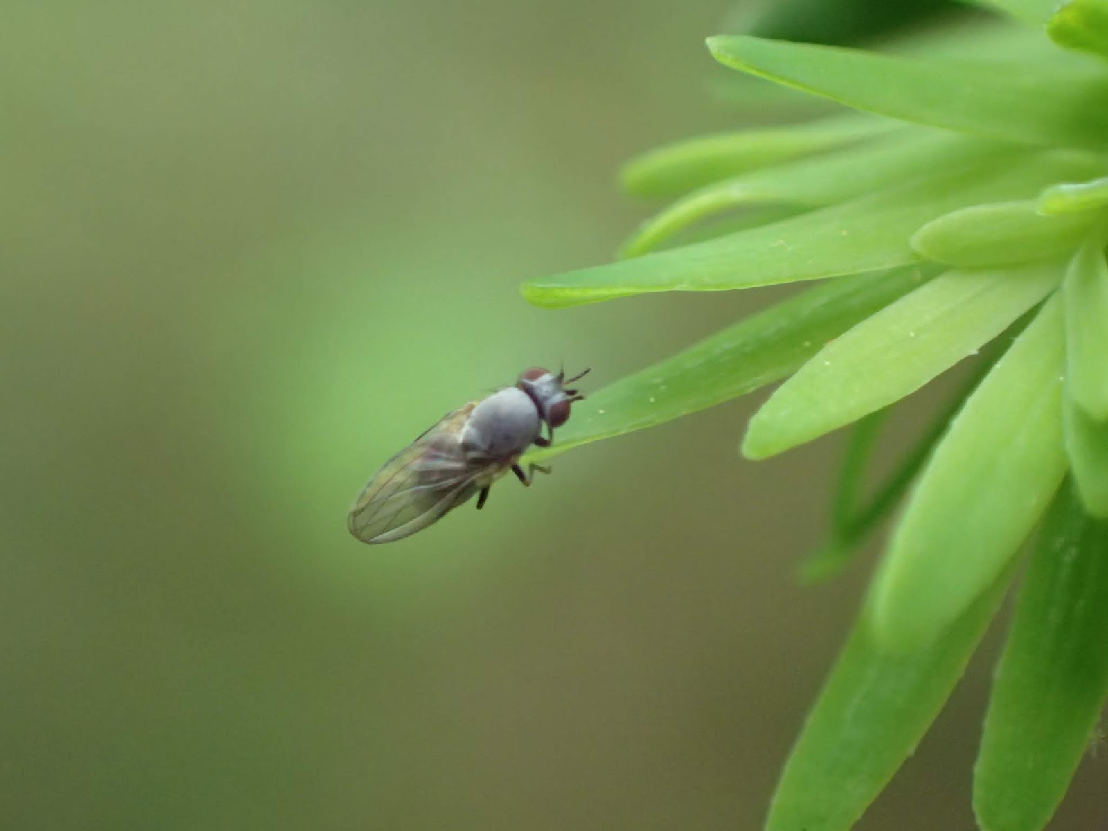 Field Notes: Go get 'em silver flies!