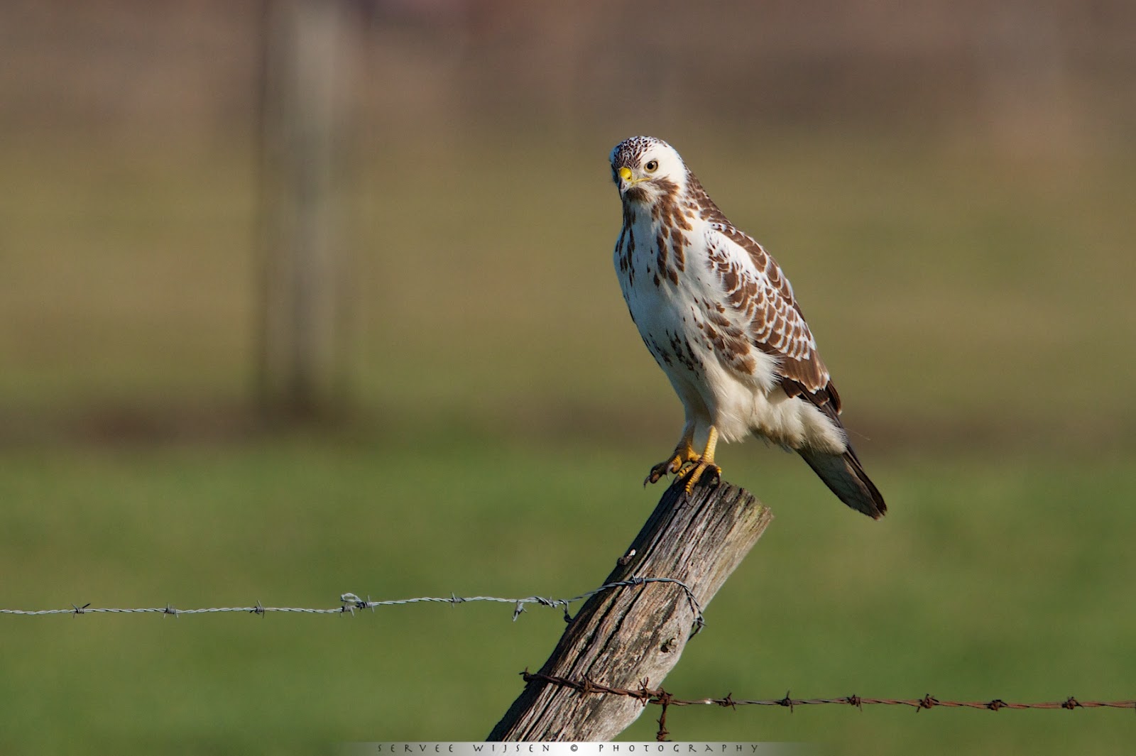 Servee Wijsen Photography: Kraanvogels...Cranes...