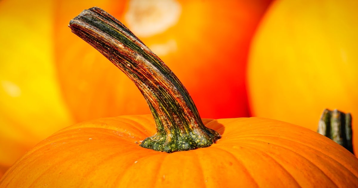10 Best Children's Books About Pumpkins