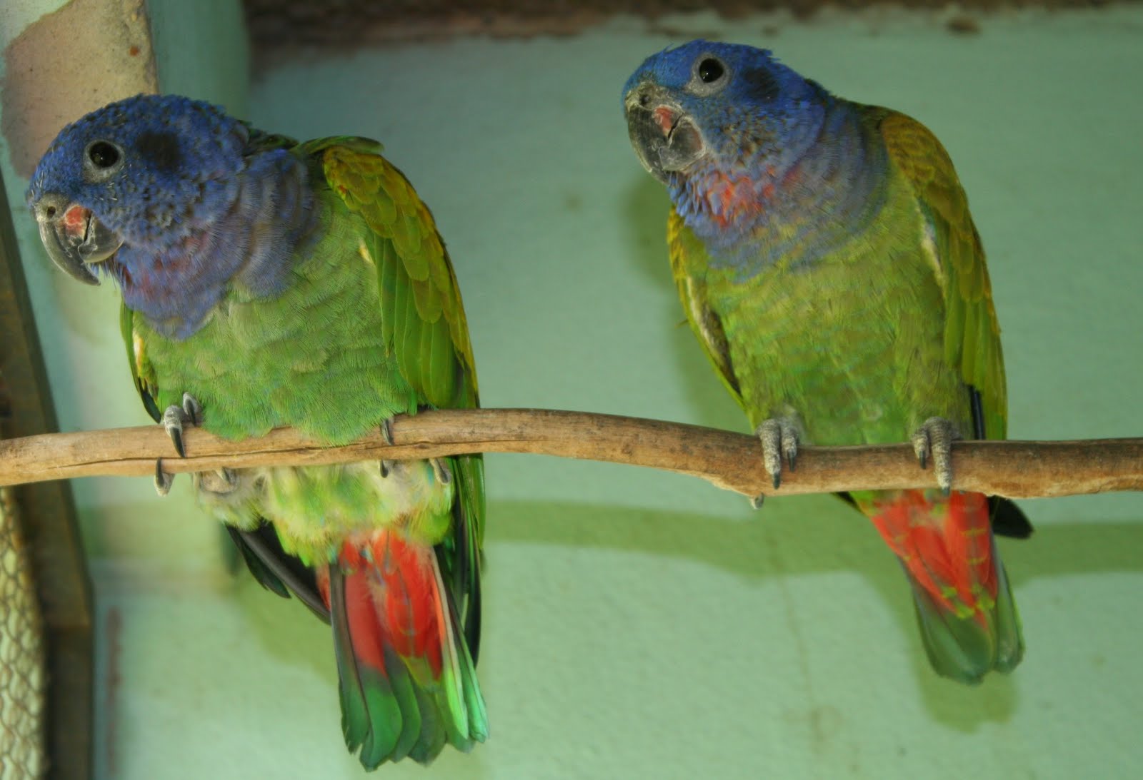 CRIADOURO MANDARIM: Maritaca-de-cabeça-azul (Pionus menstruus)