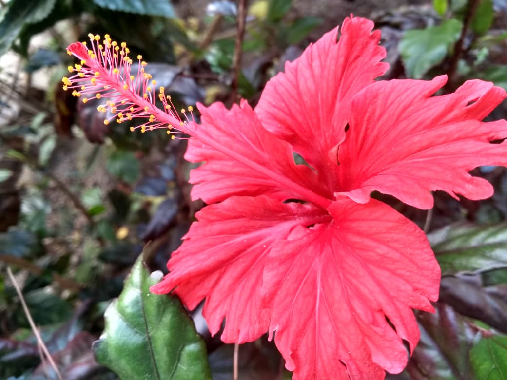 Timotes, Merida - Venezuela