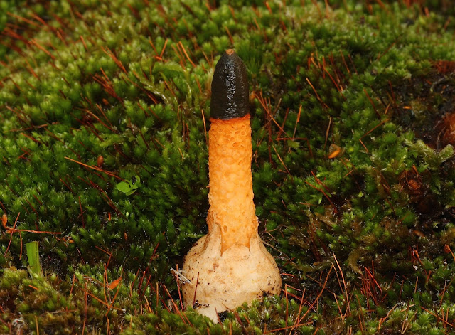 Всё о бегониях и не только...: Мутинус собачий (Mutinus caninus)