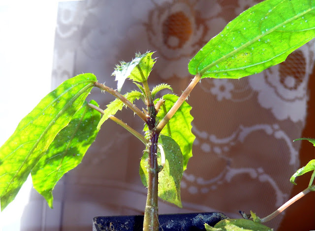 Scirpidiella's Plants: Urtigão, Shrubby Nettle (Urera cf. nitida)