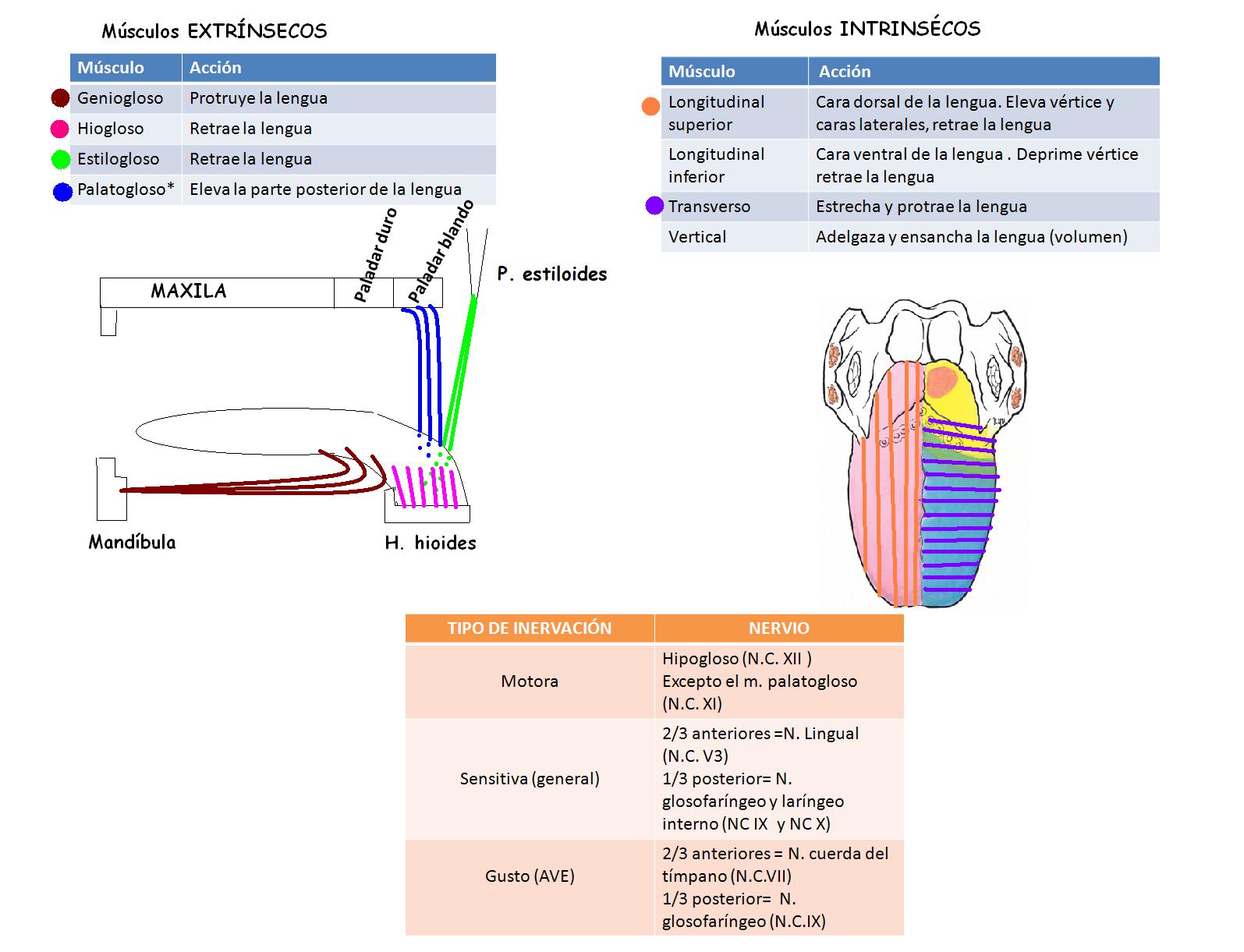 Anatomía UNAM: LENGUA
