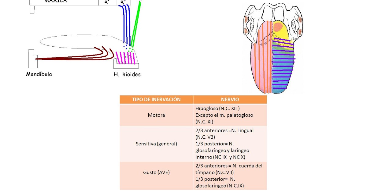 Anatomía UNAM: LENGUA