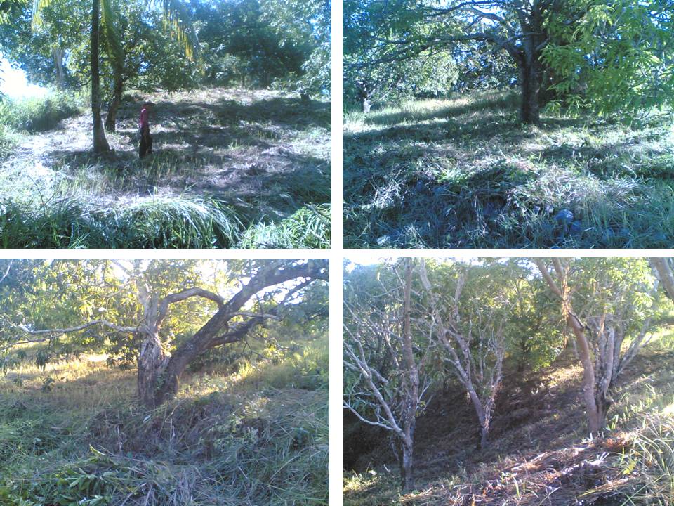 Sustainable Development: Cecid Fly or "Kurikong Manga"