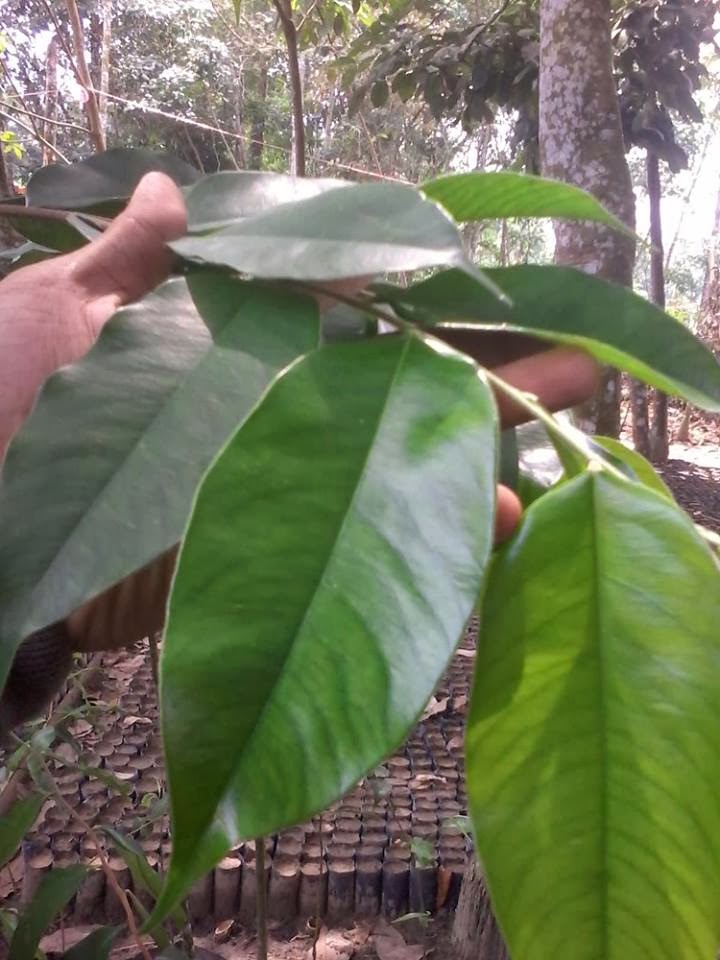 RAHASIA SUSKSES BUDIDAYA GAHARU: Pupuk Gaharu, Jenis dan Dosisnya