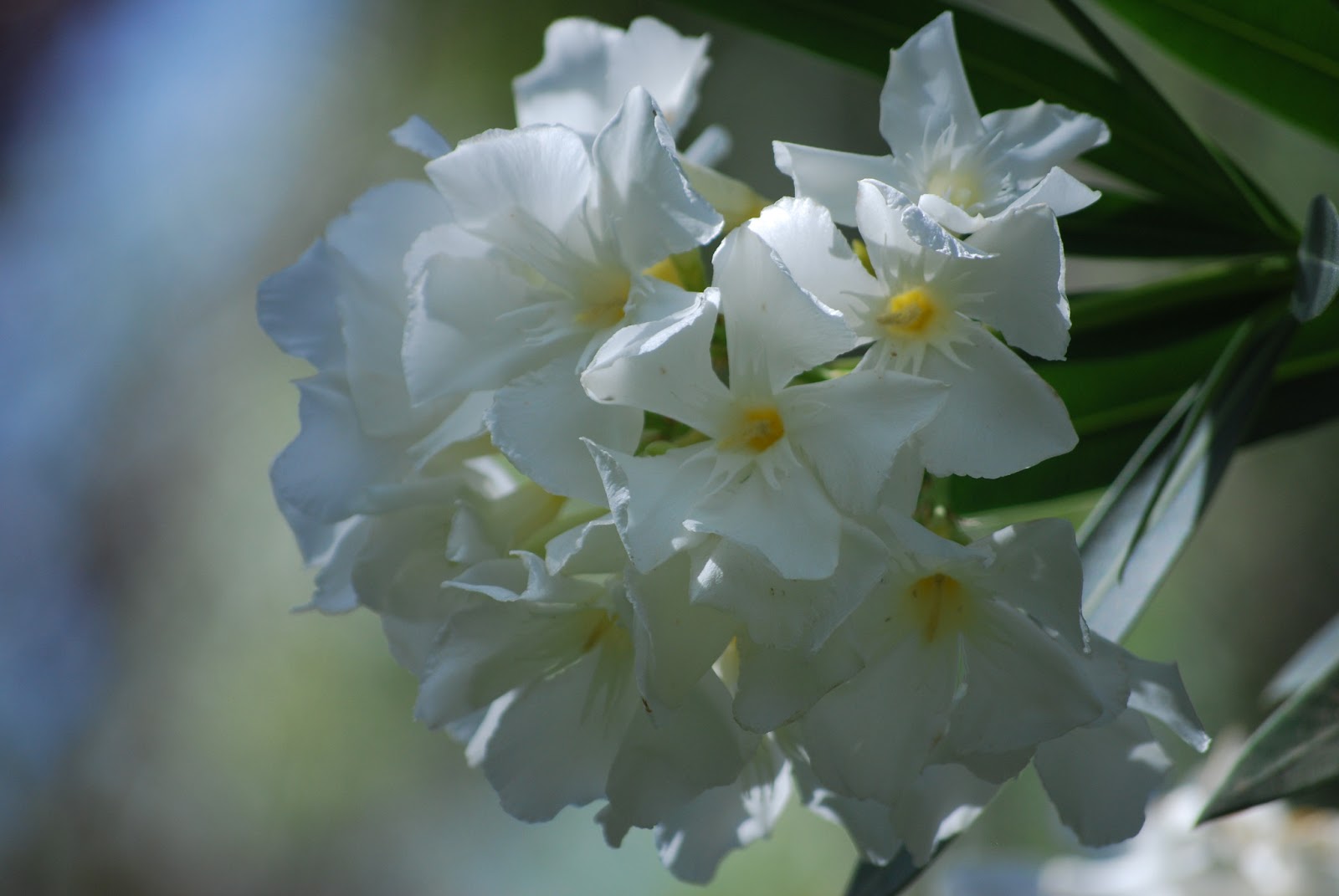 El Terrao - Dos urbanitas en el campo: ADELFAS