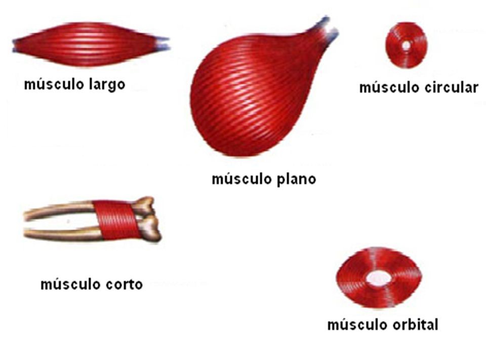 El Sistema Muscular del Cuerpo Humano