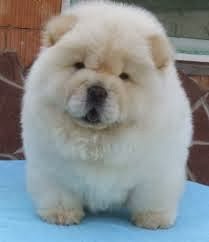Anjing Chow Chow dan PerawatannyaHewan Peliharaan