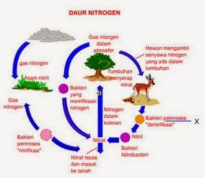 siklus nitrogen: 2014
