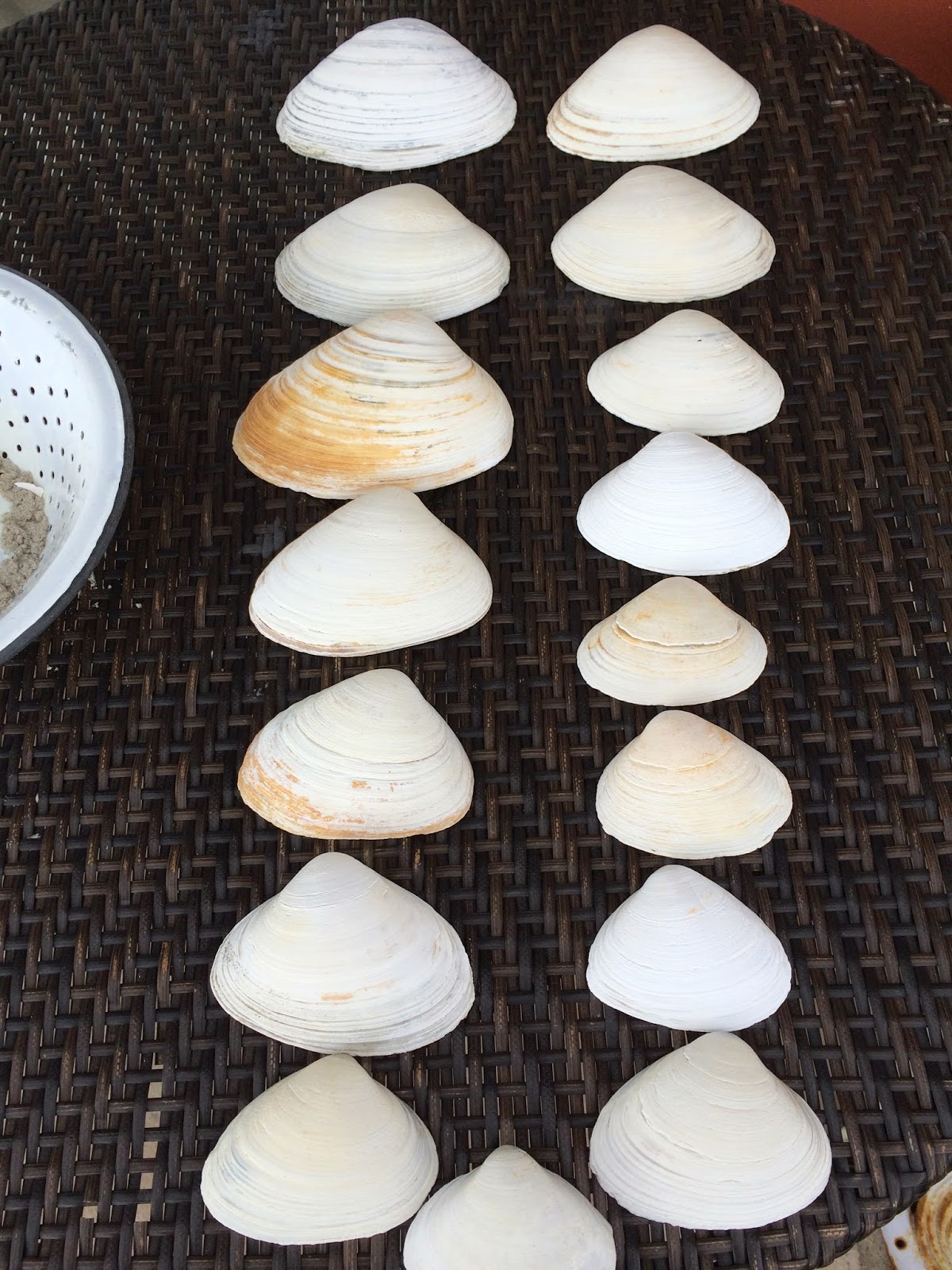 Gone To The Beach: Shellseeker