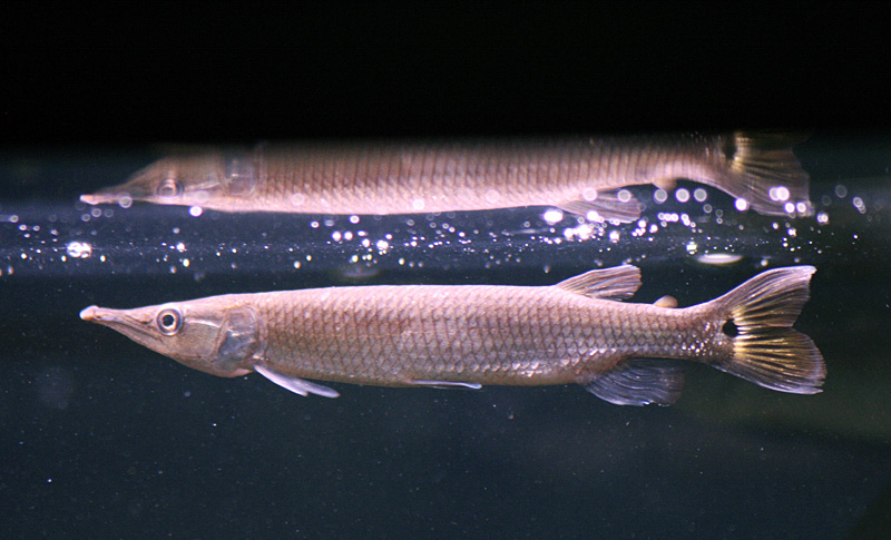 Mania de Aquário: Bicuda (Ctenolucius hujeta)
