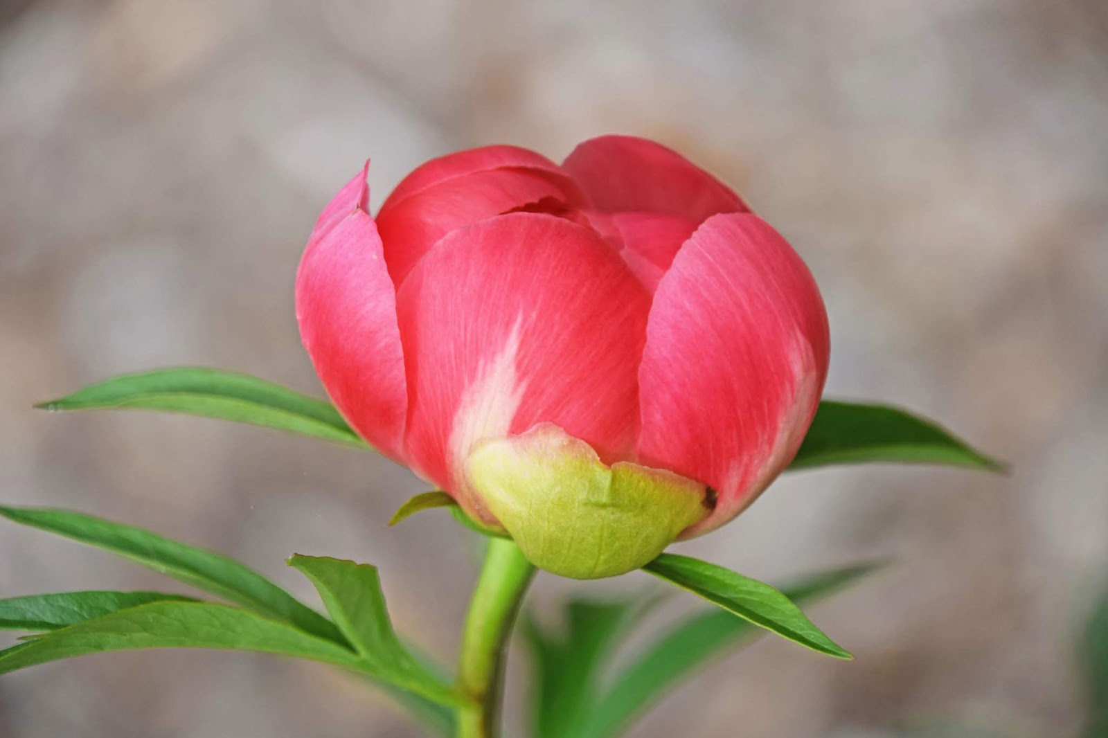 Southern Peony: 2020 Tulip World Intersectional Peony ...