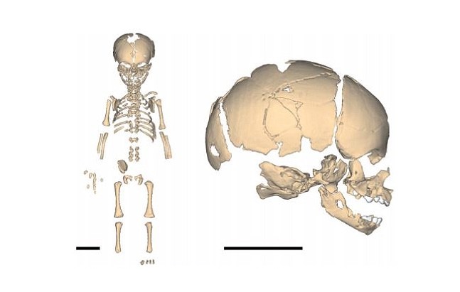 Neanderthals Were Stocky From Birth