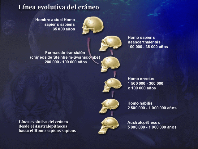 A.Ripodas: EVOLUCIÓN-Ficha 3