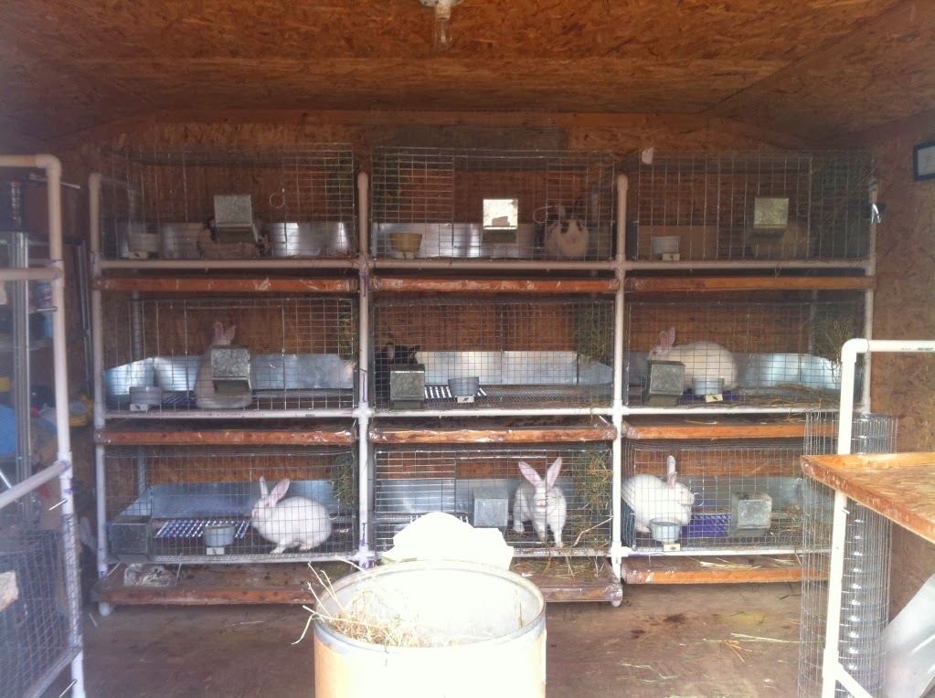 The Country Rabbit Ranch: Our Rabbitry