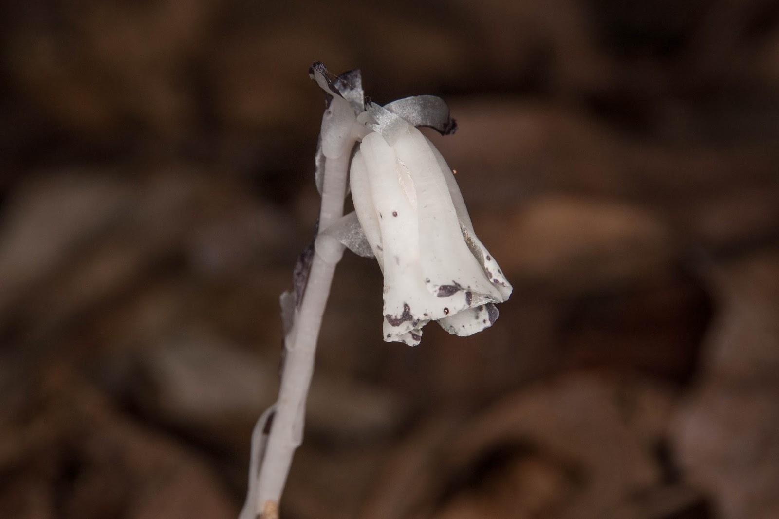 Champlain Islands' Nature: Indian Pipe