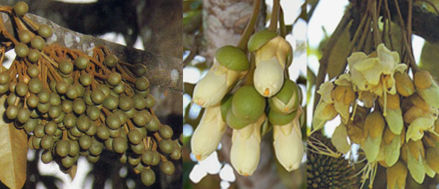 Durian Info: Botany of The Common Durian