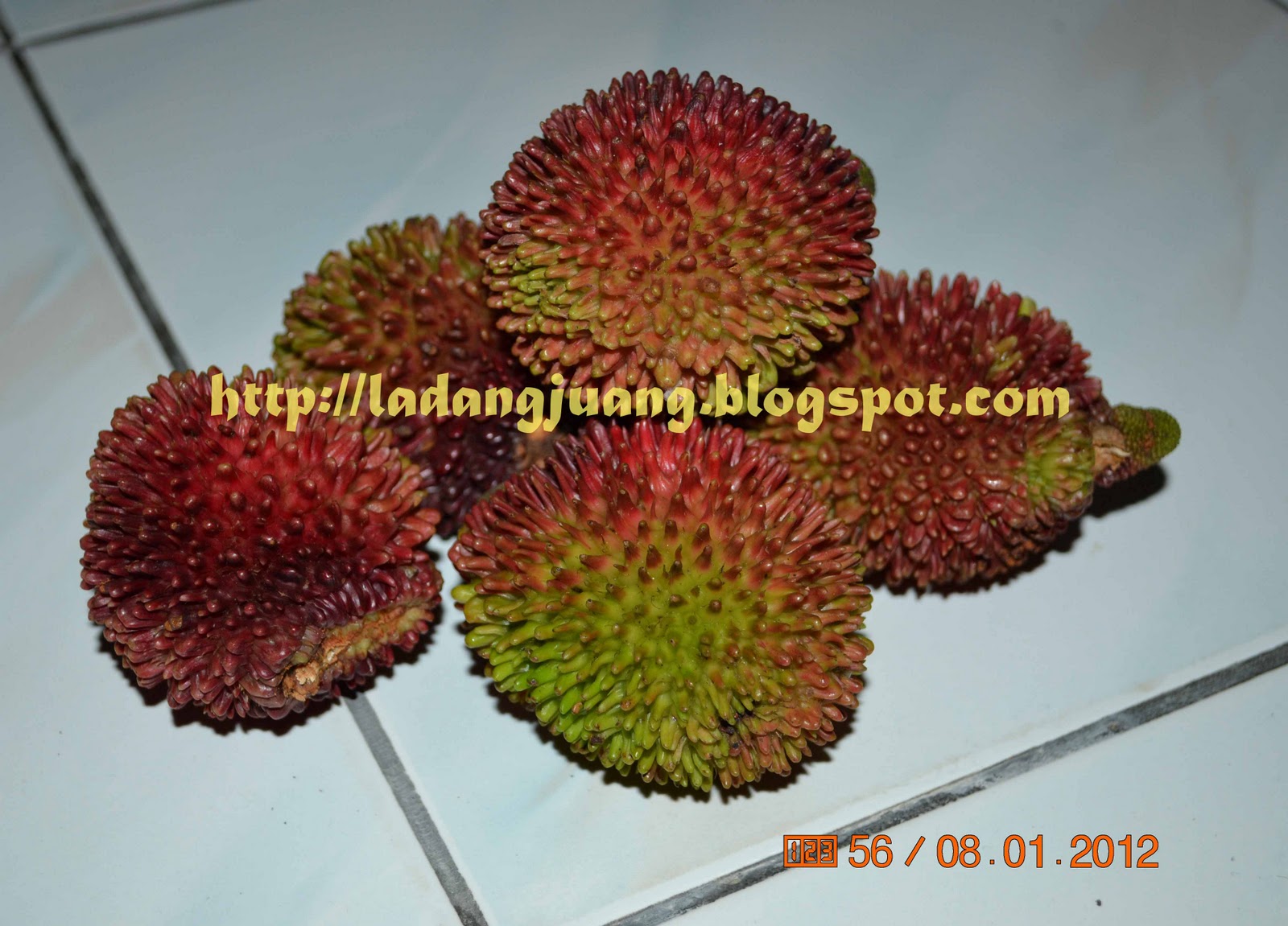 Ladang Juang: Pulasan