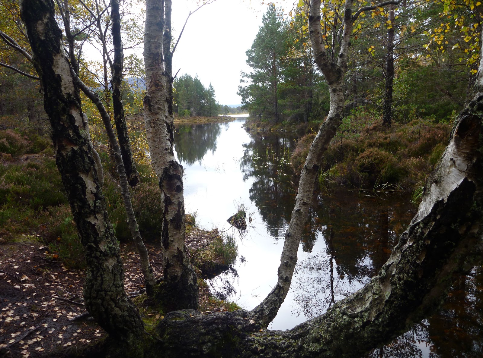 Margot's Blog: Hiking the swamp II: Scotland