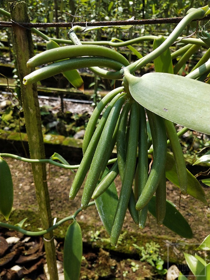 Jak uprawia się wanilię?