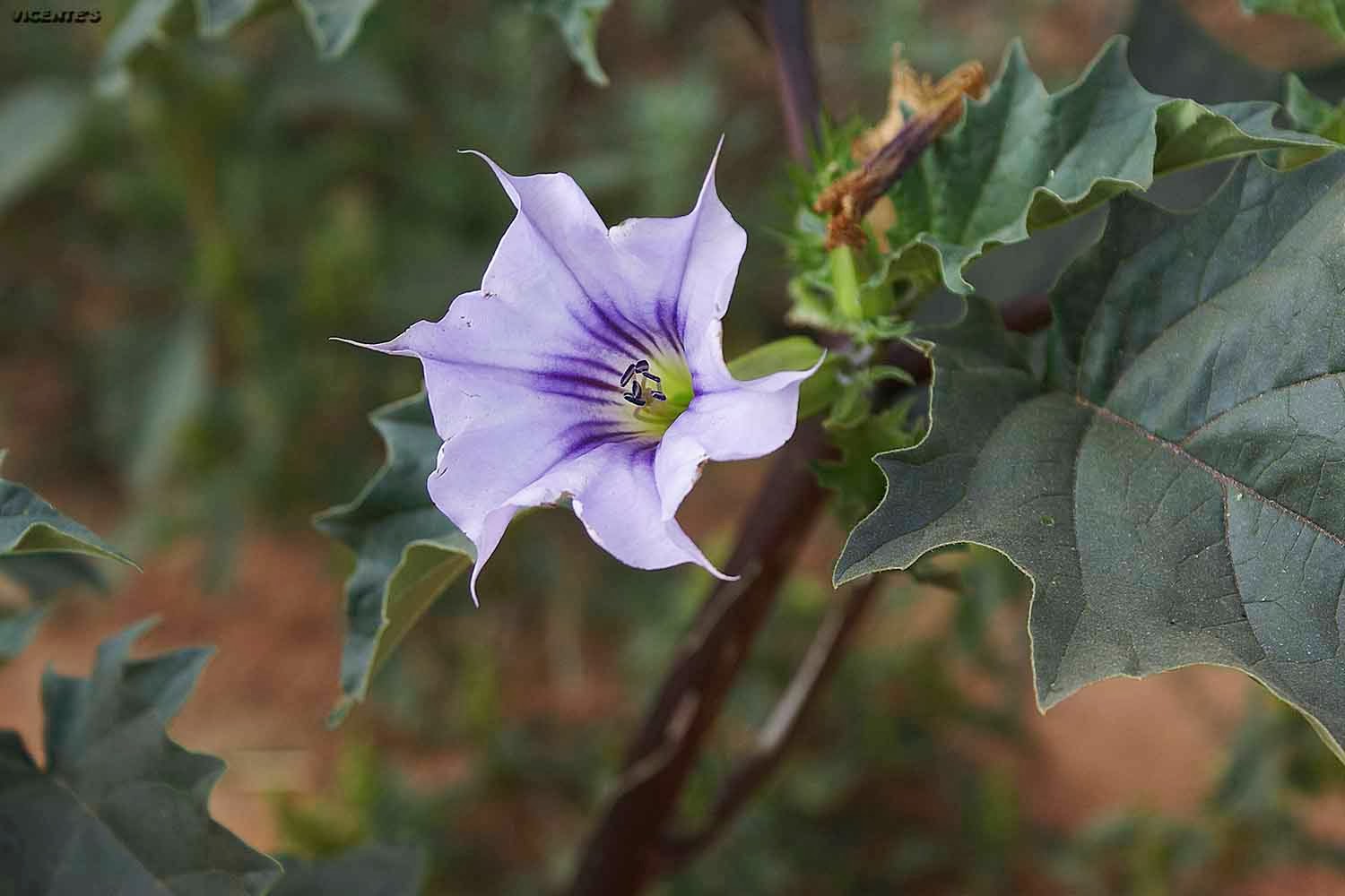Las flores silvestres de Hormaza: Datura stramonium