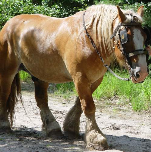 Konie na Ziemi i nie tylko : B jak Breton