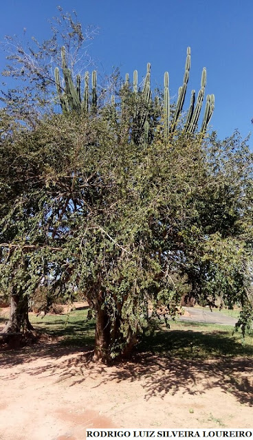 Viveiro Ciprest - Plantas Nativas e Exóticas: Maciela ou Massala ...