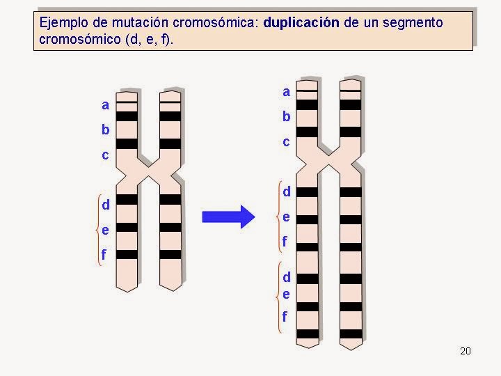 Biología 2 "Reconoces y aplicas los principios de la herencia".