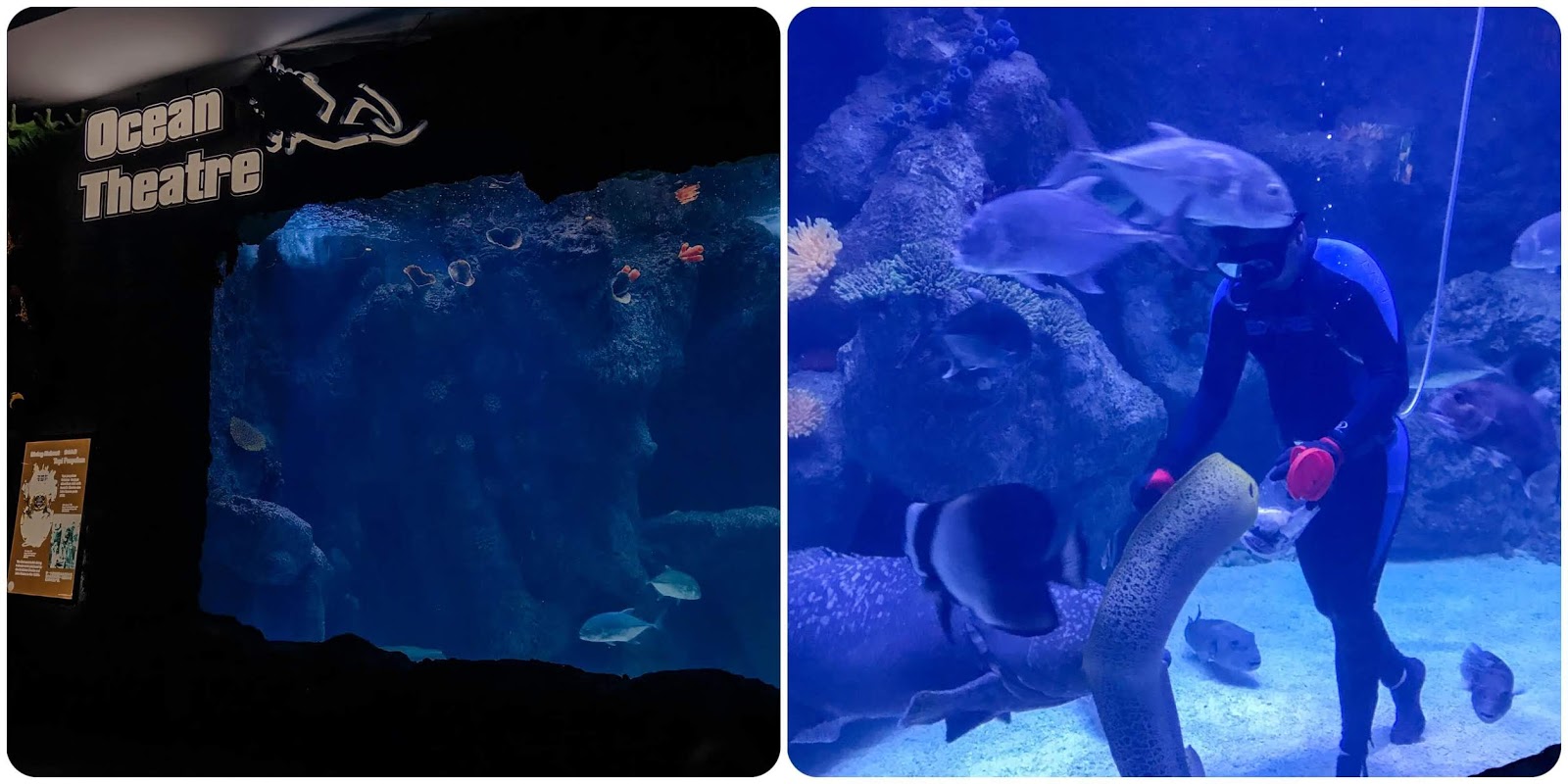 Bawa Anak Ke The Shore Oceanarium Melaka