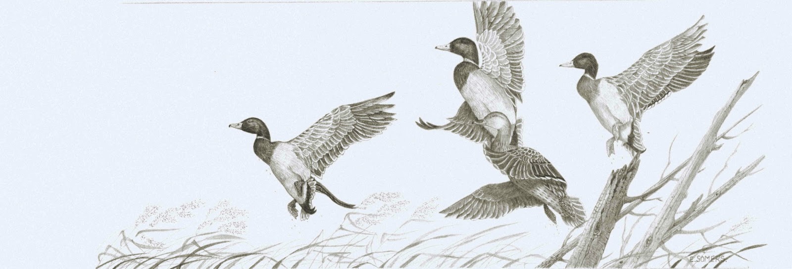 Time Spent Making Art: PAINTING & DRAWING WATERFOWL
