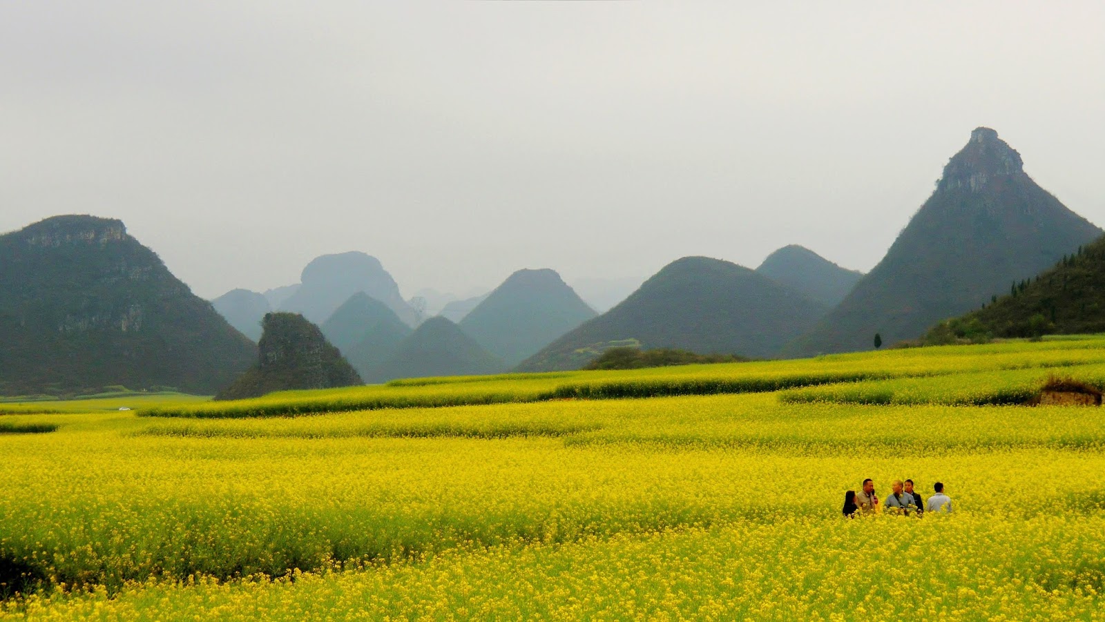 Beautiful Canola Flower Fields, China - aalmaramspot