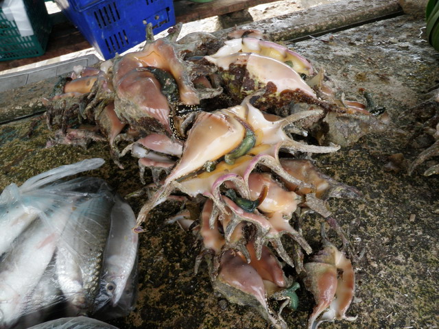 My Coral Adventures: Tonga fish market!