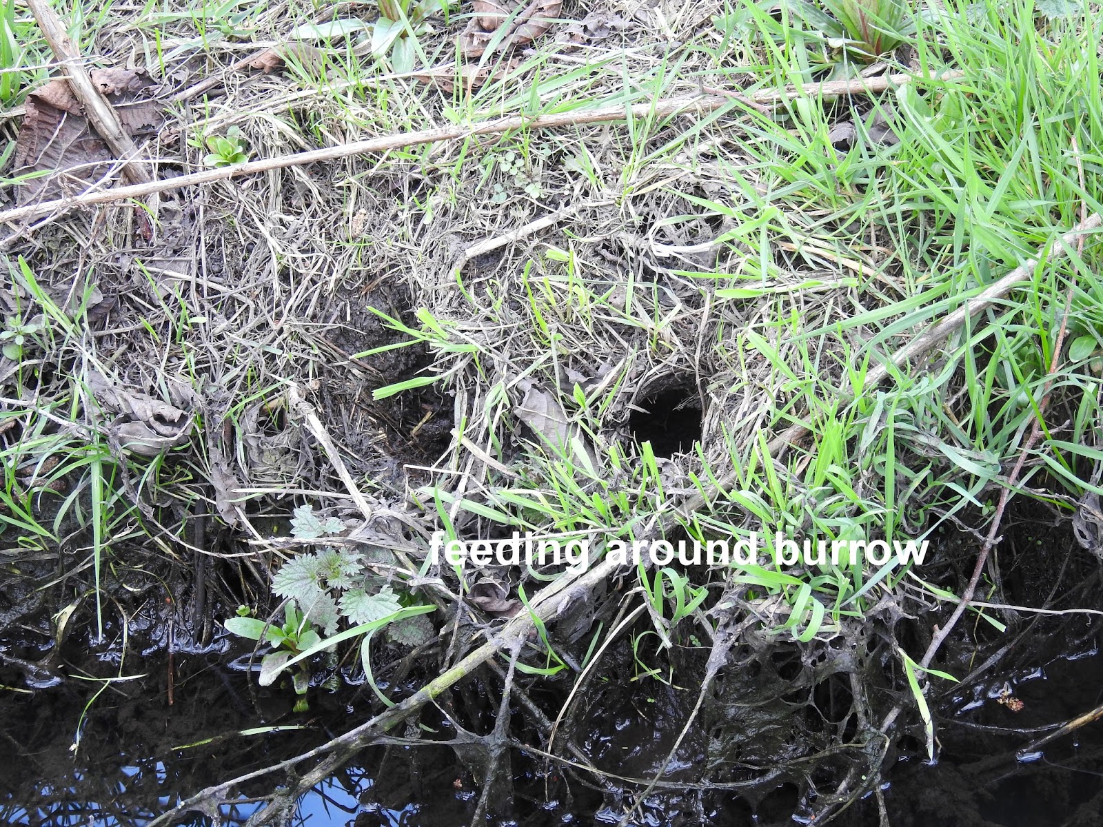 About a Brook: Hares and Burrows