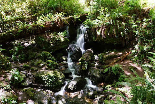 Trillium Falls - Beautiful waterfalls in Redwood forest - SesameTravel