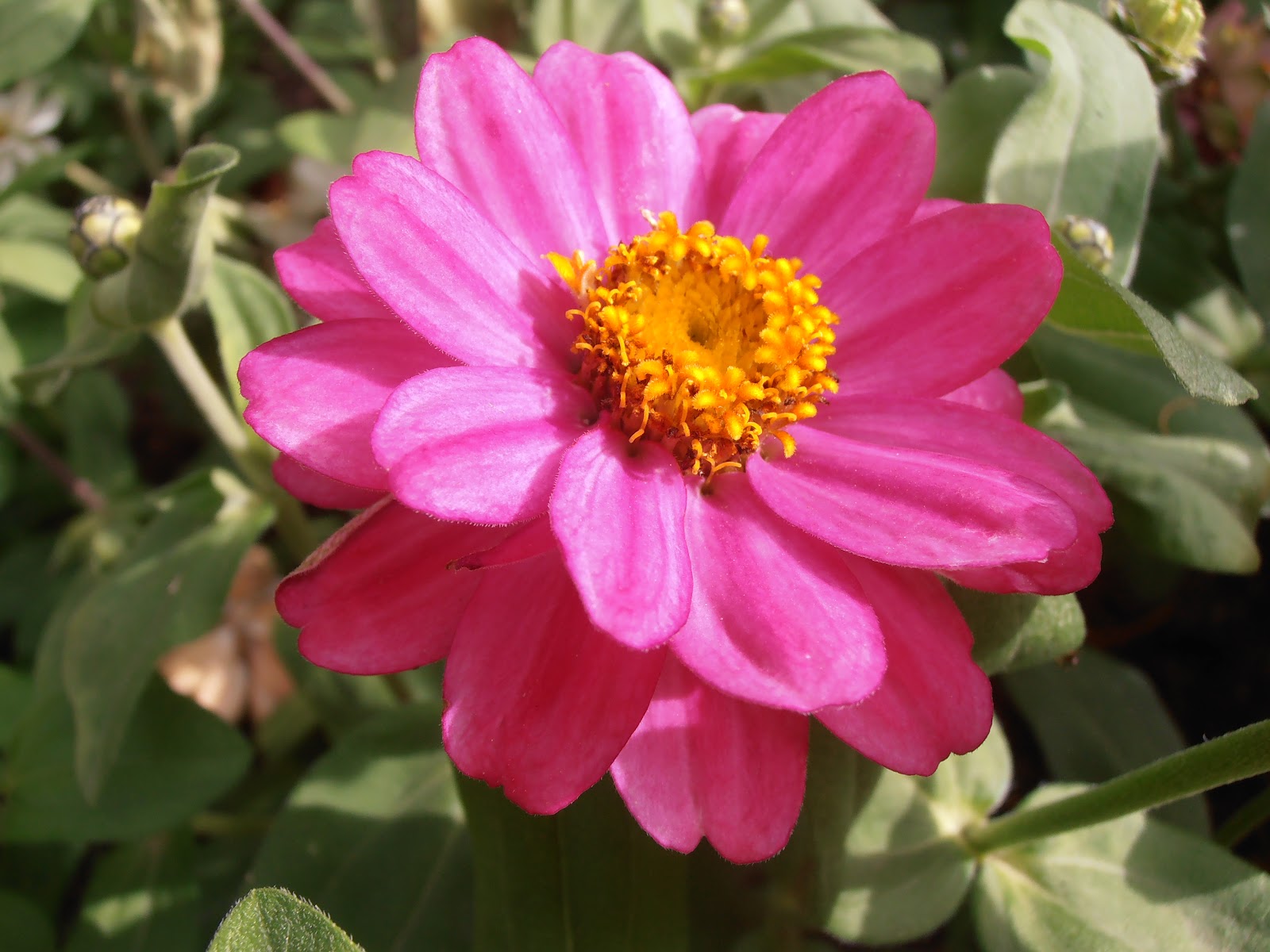 ZINIA: Zinnia elegans | Plantas rioMoros