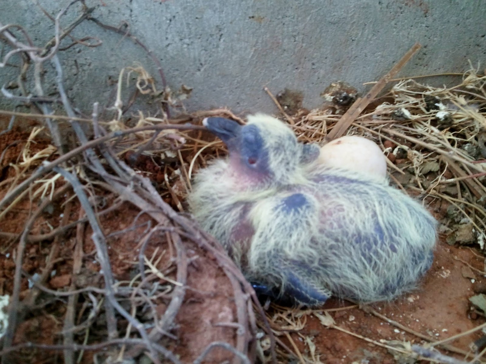 Parivalakka’s Delivery – Part 5