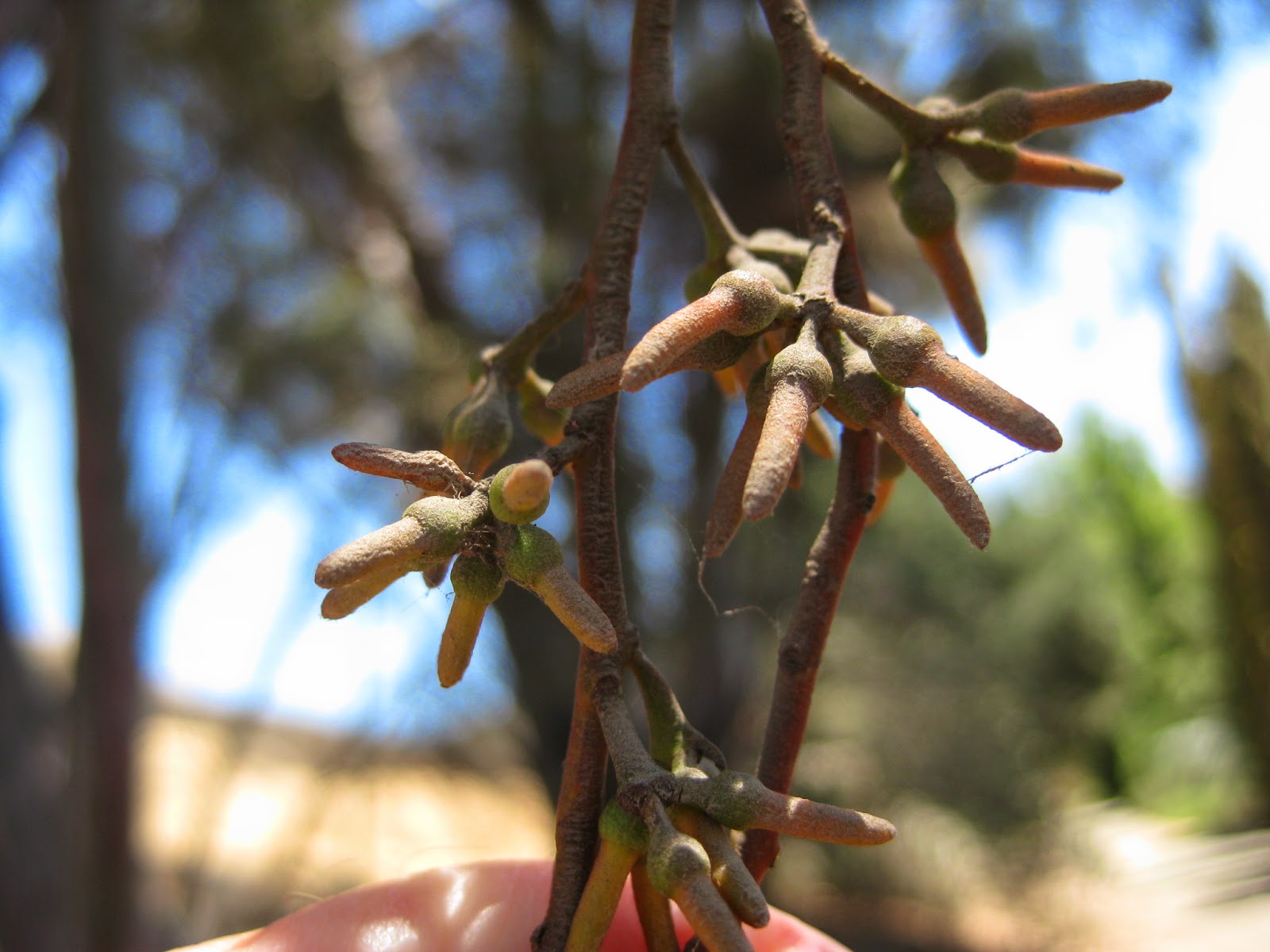 Trees of Santa Cruz County: Eucalyptus spathulata - Swamp Mallee