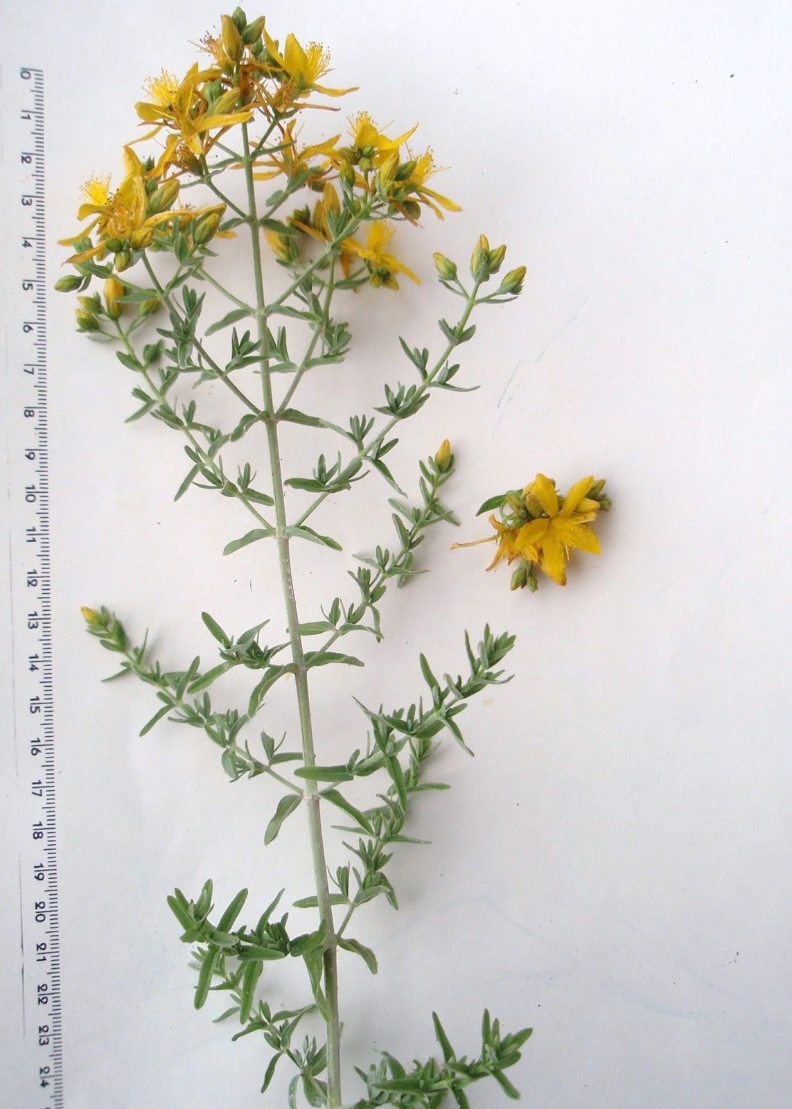 HERBARIO VIRTUAL DE BANYERES DE MARIOLA Y ALICANTE: Hypericum ...