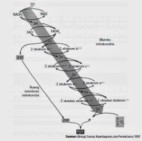 Penjelasan Tentang Respirasi Aerob | Biologi Indonesia