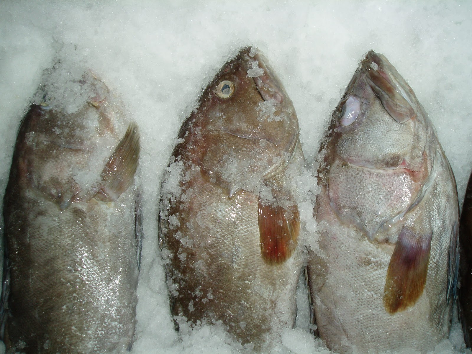 Pescado Fresco de Lima Peru: MERO ENTERO PERFECTO PARA SUDADO FAMILIAR ...